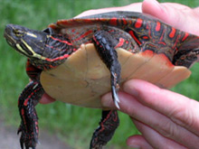 Grassroots Efforts to Save Ontario's Turtles — Saving Ontario's Turtles ...