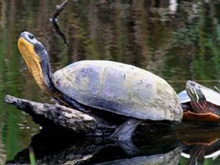 Grassroots Efforts to Save Ontario's Turtles — Saving Ontario's Turtles ...