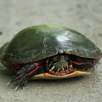 Learn how to ID turtles