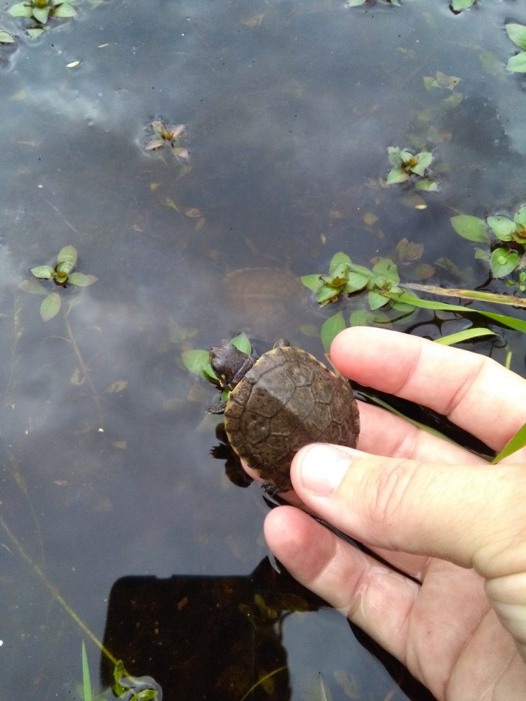 How to Identify Turtles