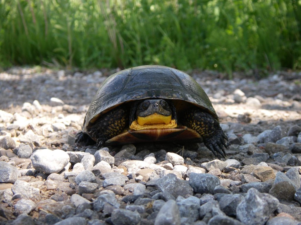 What is a Turtle Guardian?