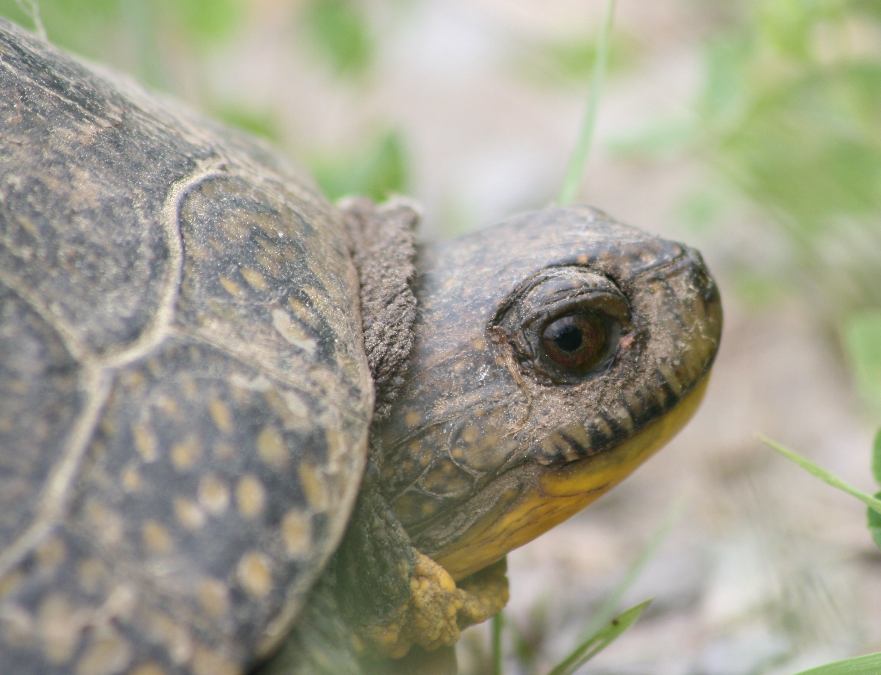 Helping a Turtle Across the Road