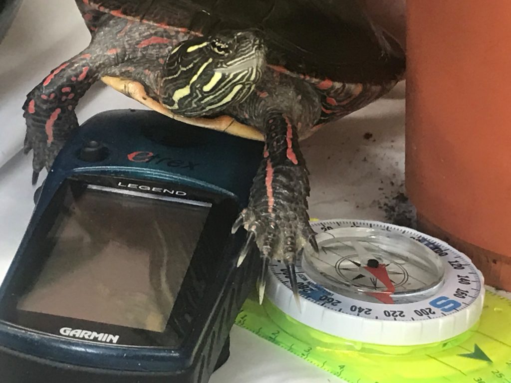 Turtles: The Coolest Navigators!