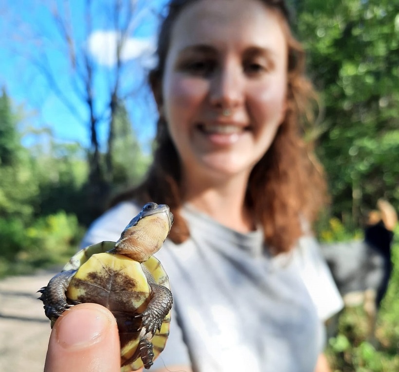 Turtle’s Movements