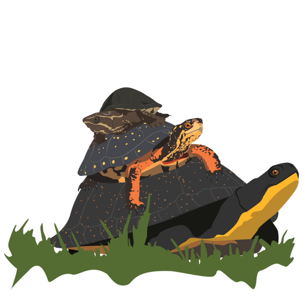 Learn how to ID turtles