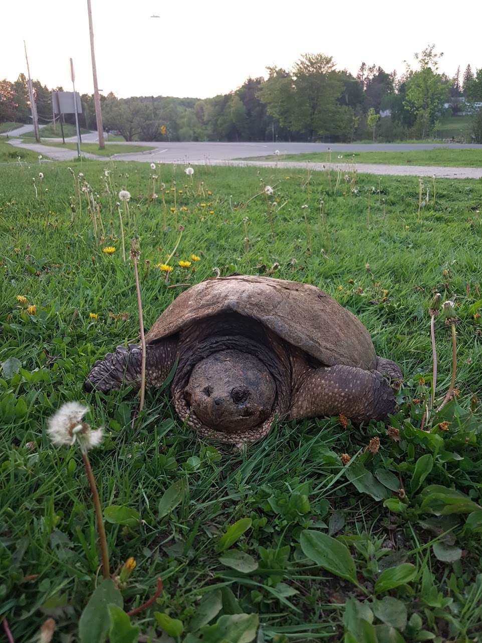 Grassroots Efforts to Save Ontario’s Turtles