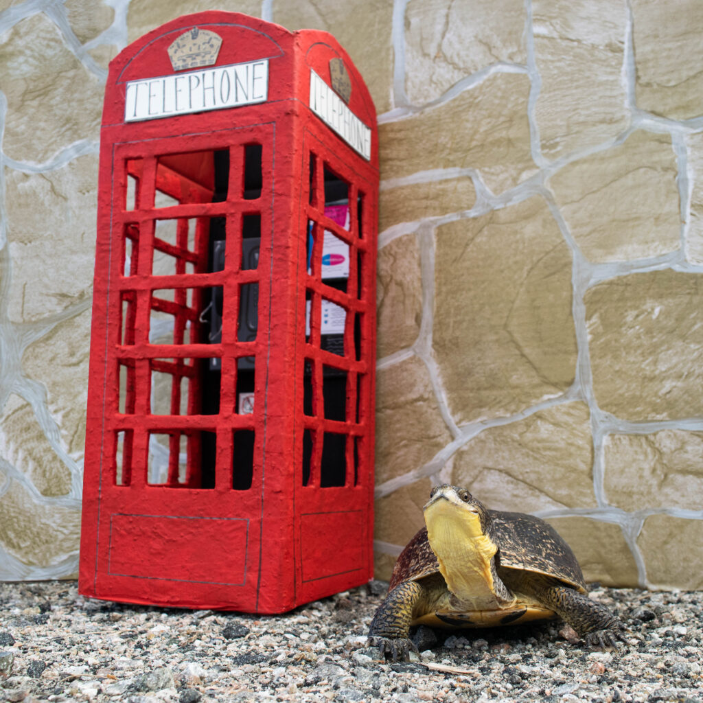 Who are Turtle Guardians?