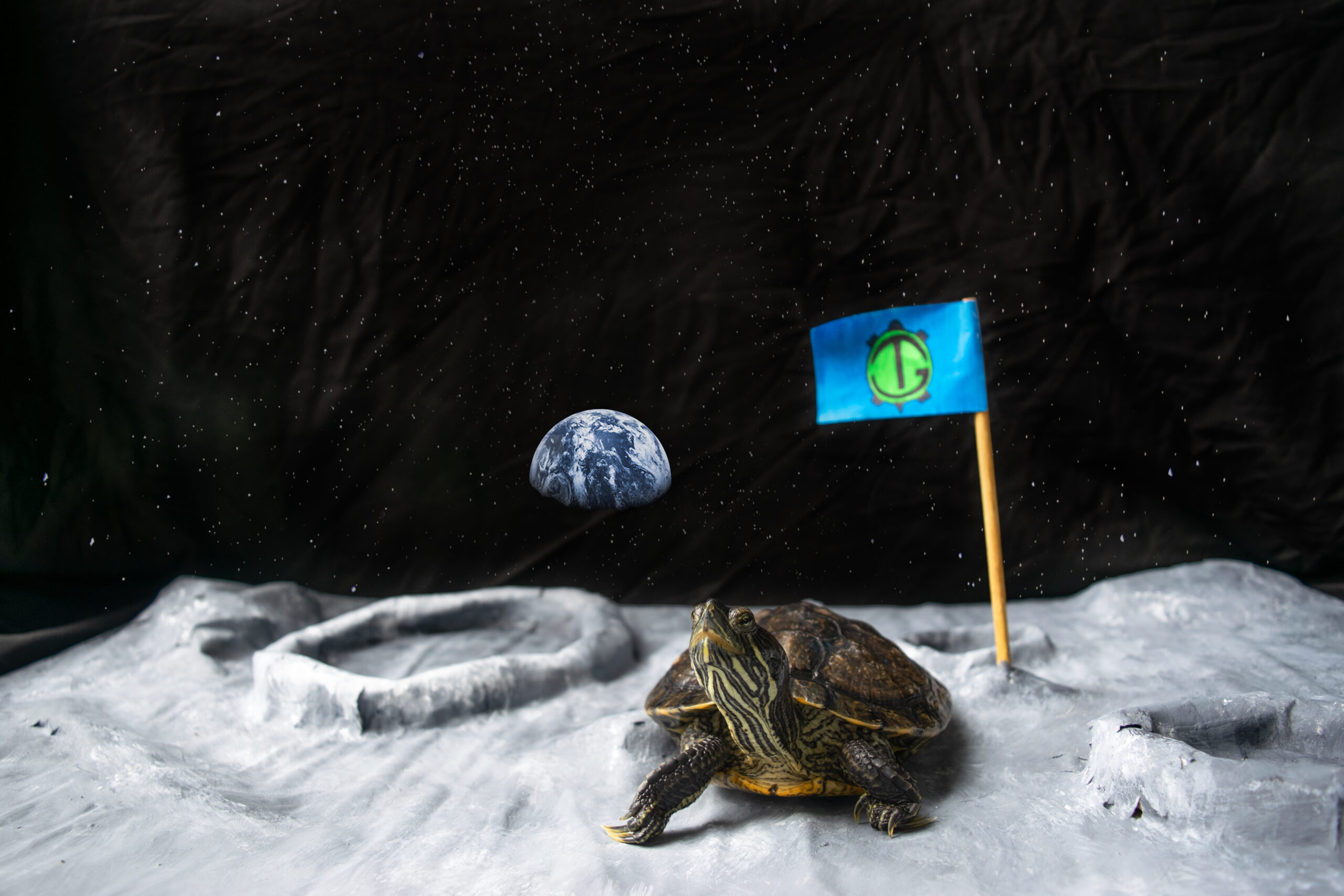 Grassroots Efforts to Save Turtles