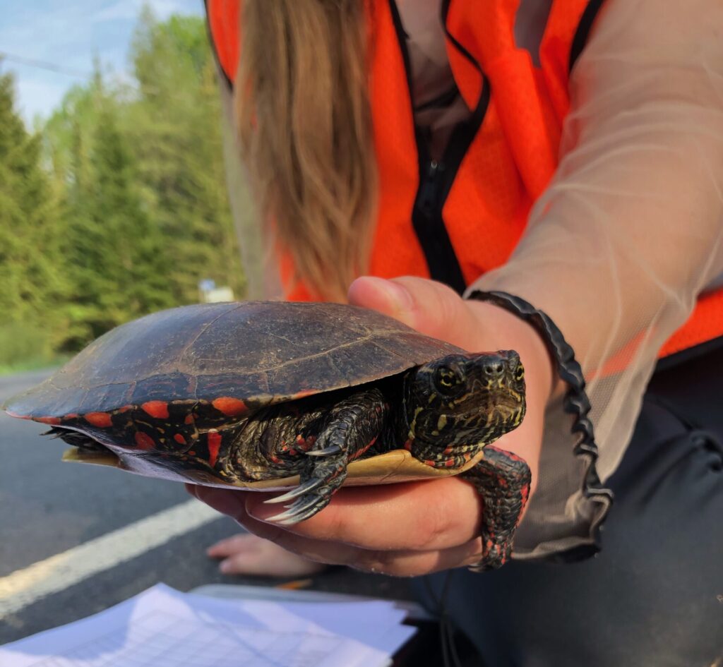 Help save turtles this summer!