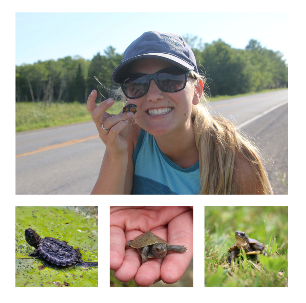 Symbolically “Adopt” A Turtle