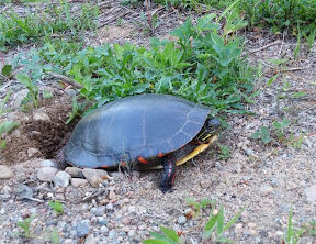 Reproductive Ecology of Freshwater Turtles in Ontario
