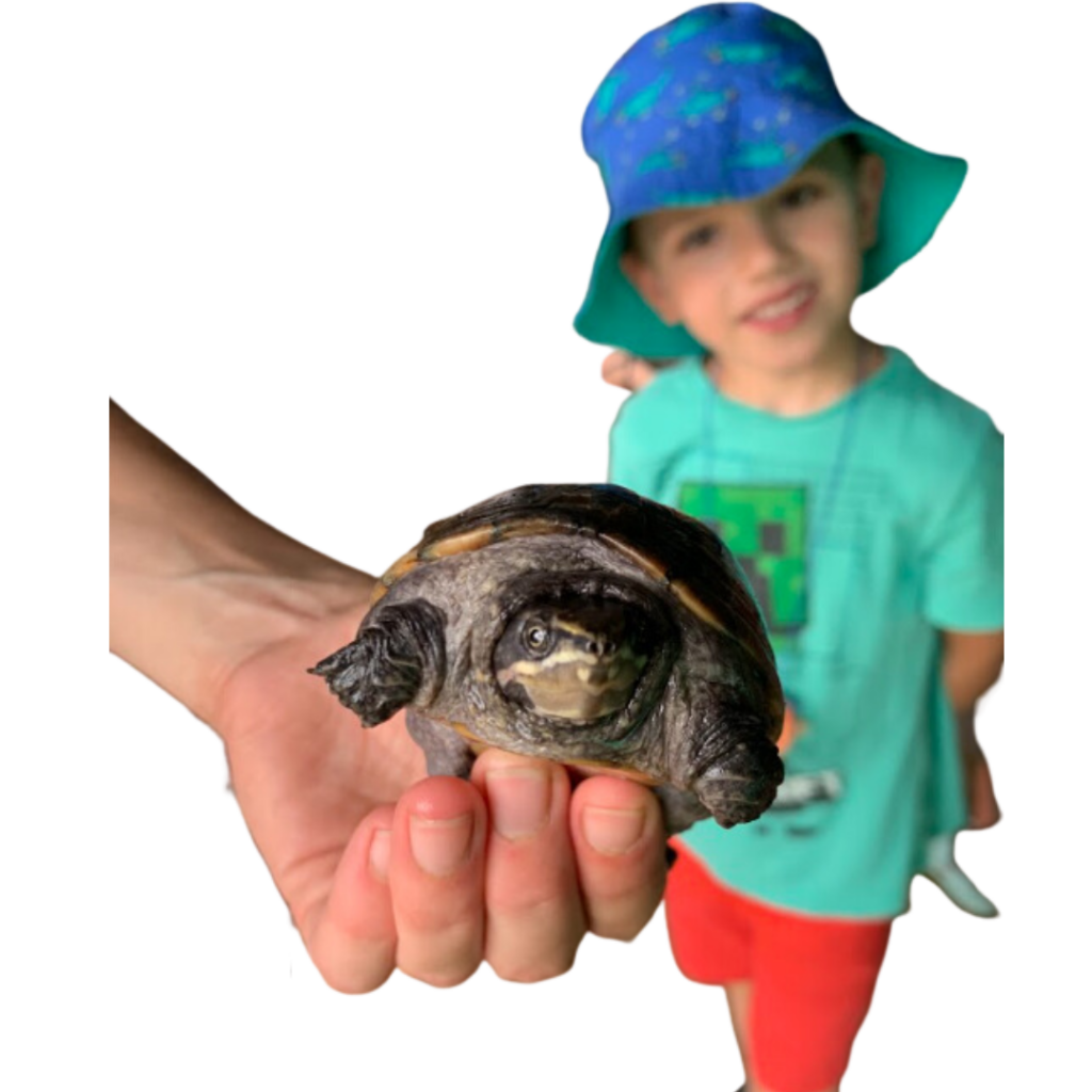 Grassroots Efforts to Save Turtles