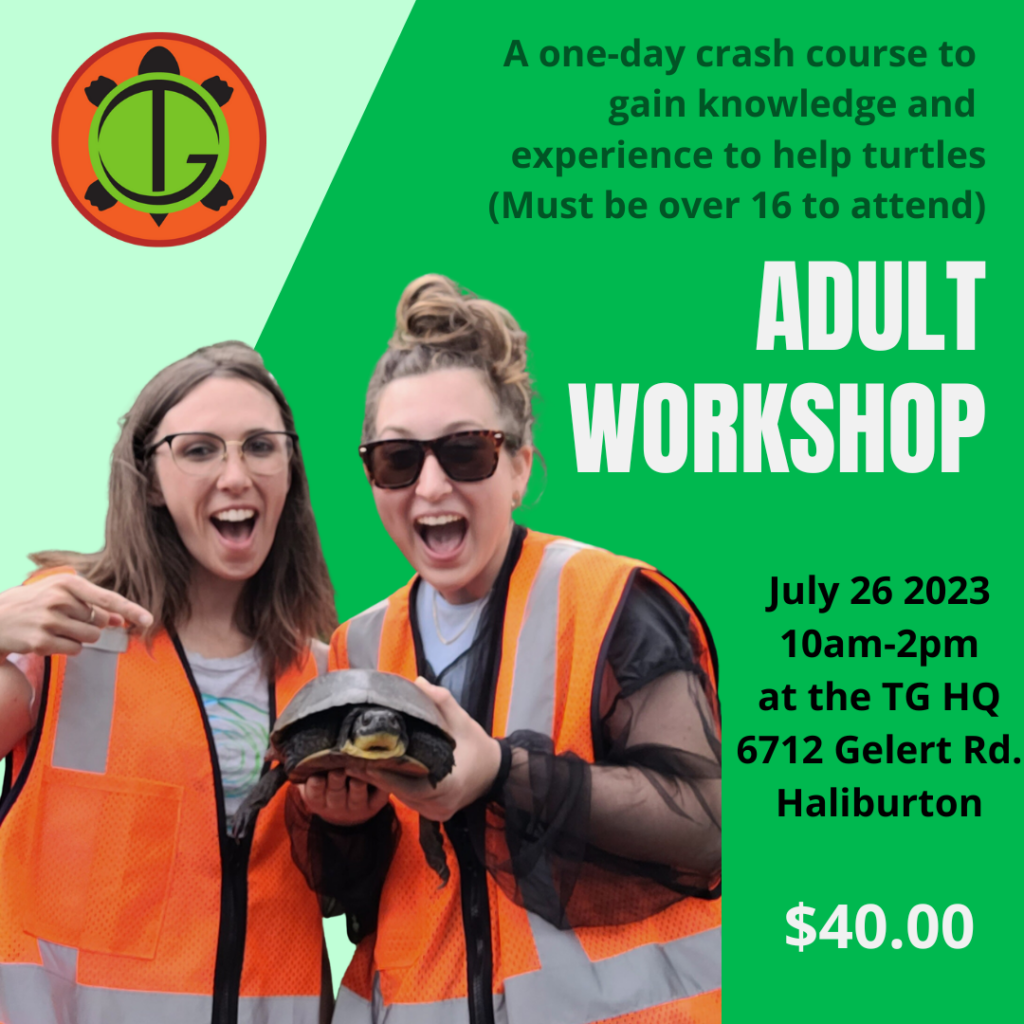 Adult Turtle Guardian Workshop
