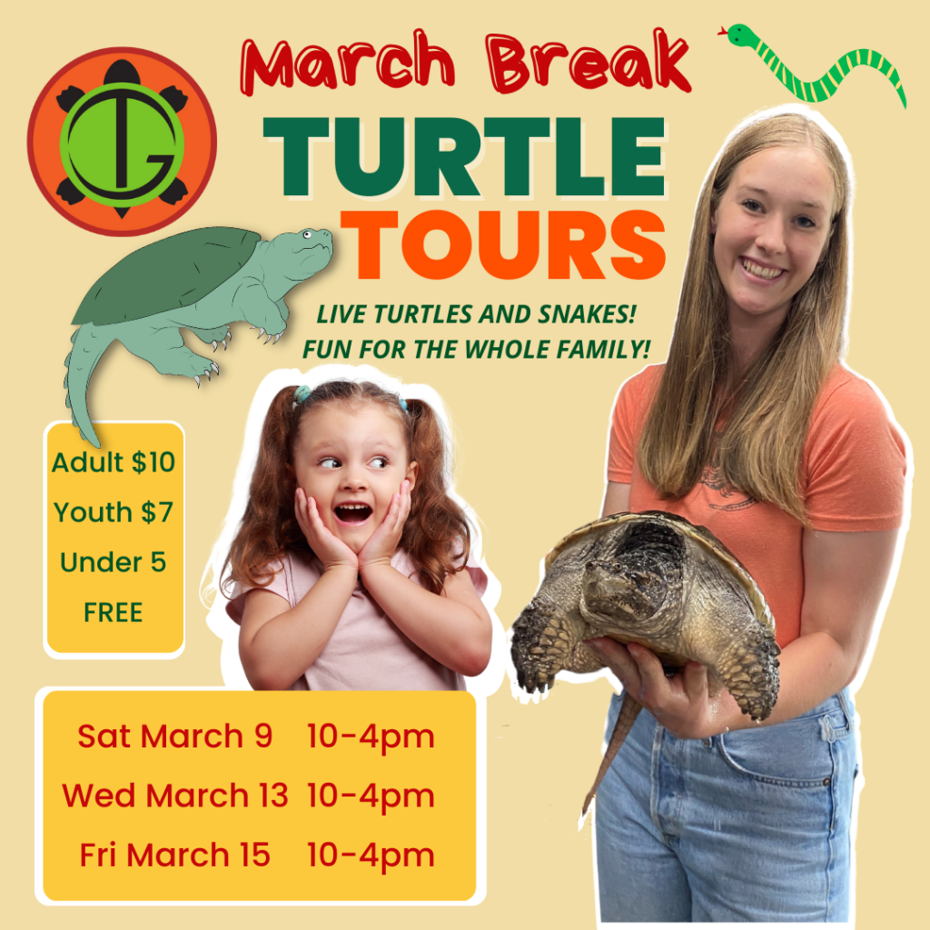 March Break Turtle Tours!