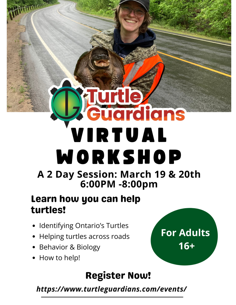 Virtual Turtle Guardians Workshop!