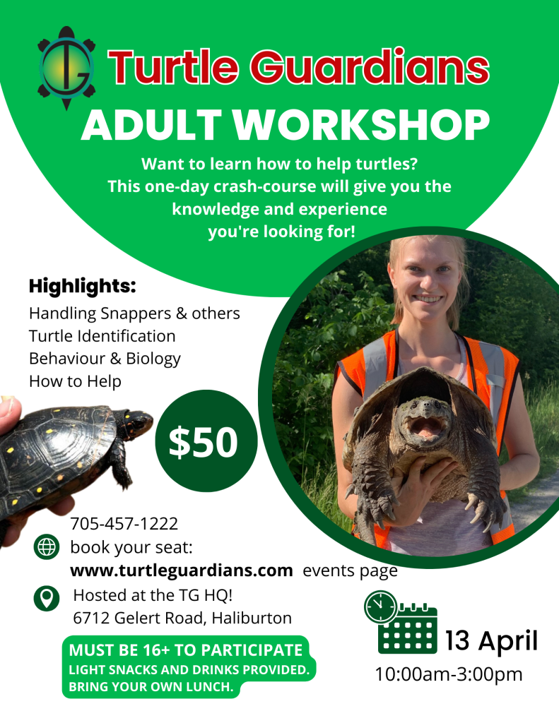 Turtle Guardians Workshop!