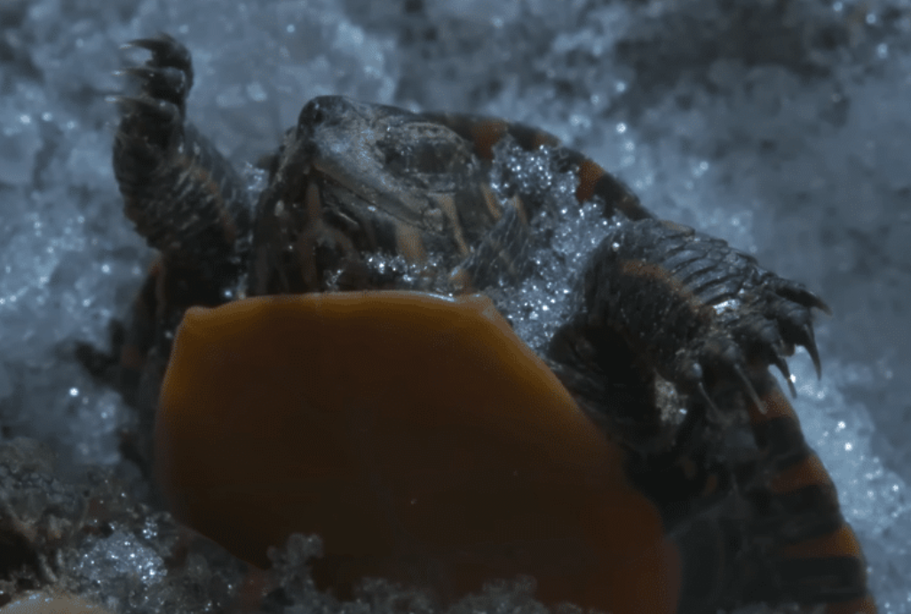 Butt-Breathers and Frogsicles: Overwintering Herpetofauna at their ...