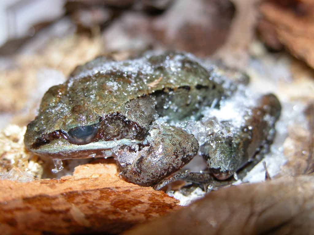 Butt-Breathers and Frogsicles: Overwintering Herpetofauna at their ...