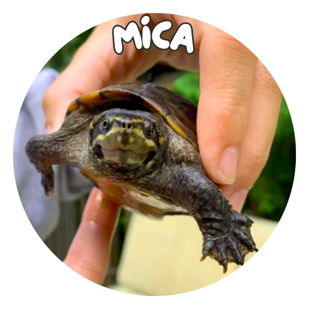 Meet the Teaching Turtles