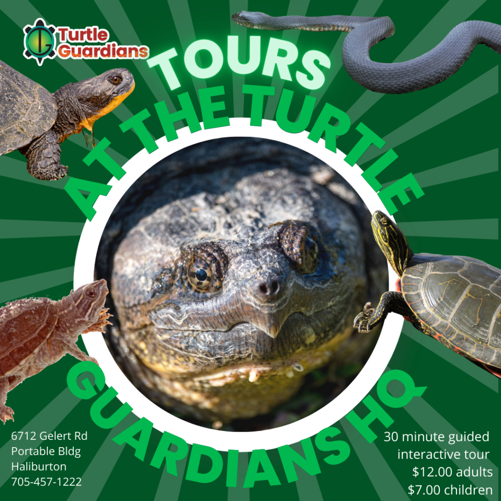 Turtle Tours!