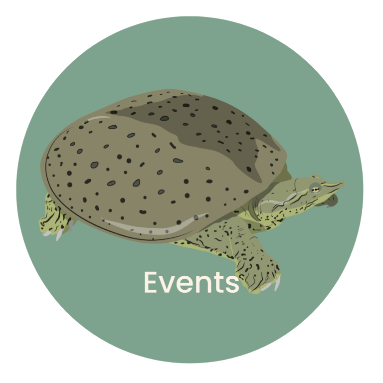 Grassroots Efforts to Save Turtles