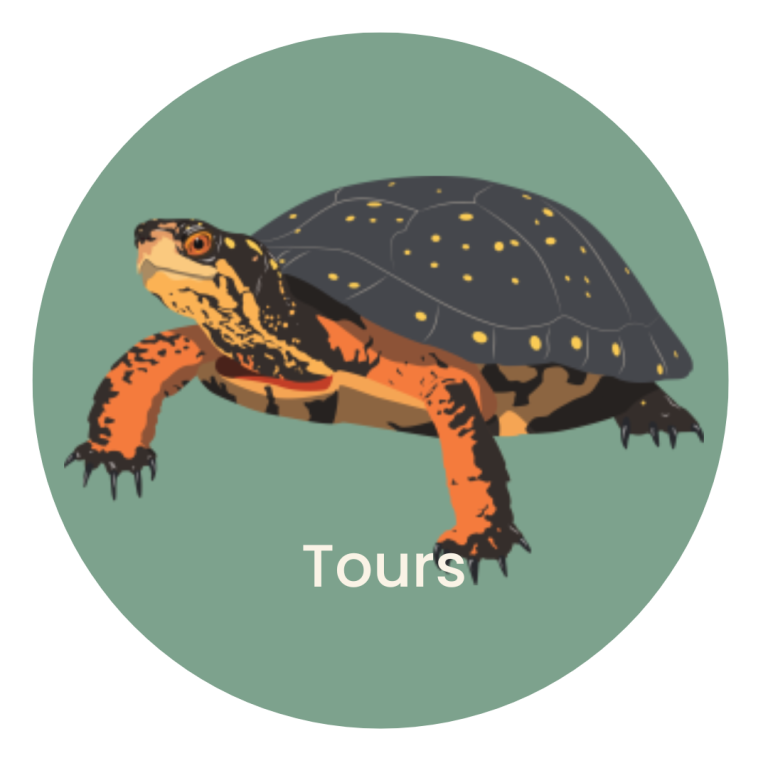 Grassroots Efforts to Save Turtles