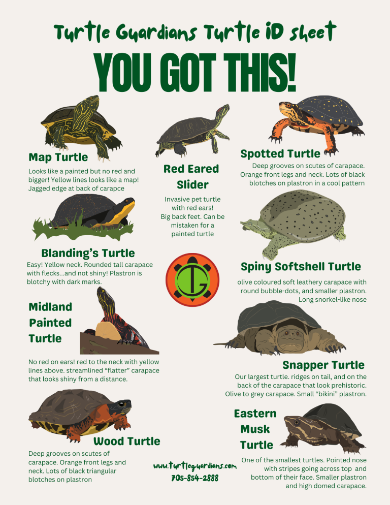 How to Identify Turtles