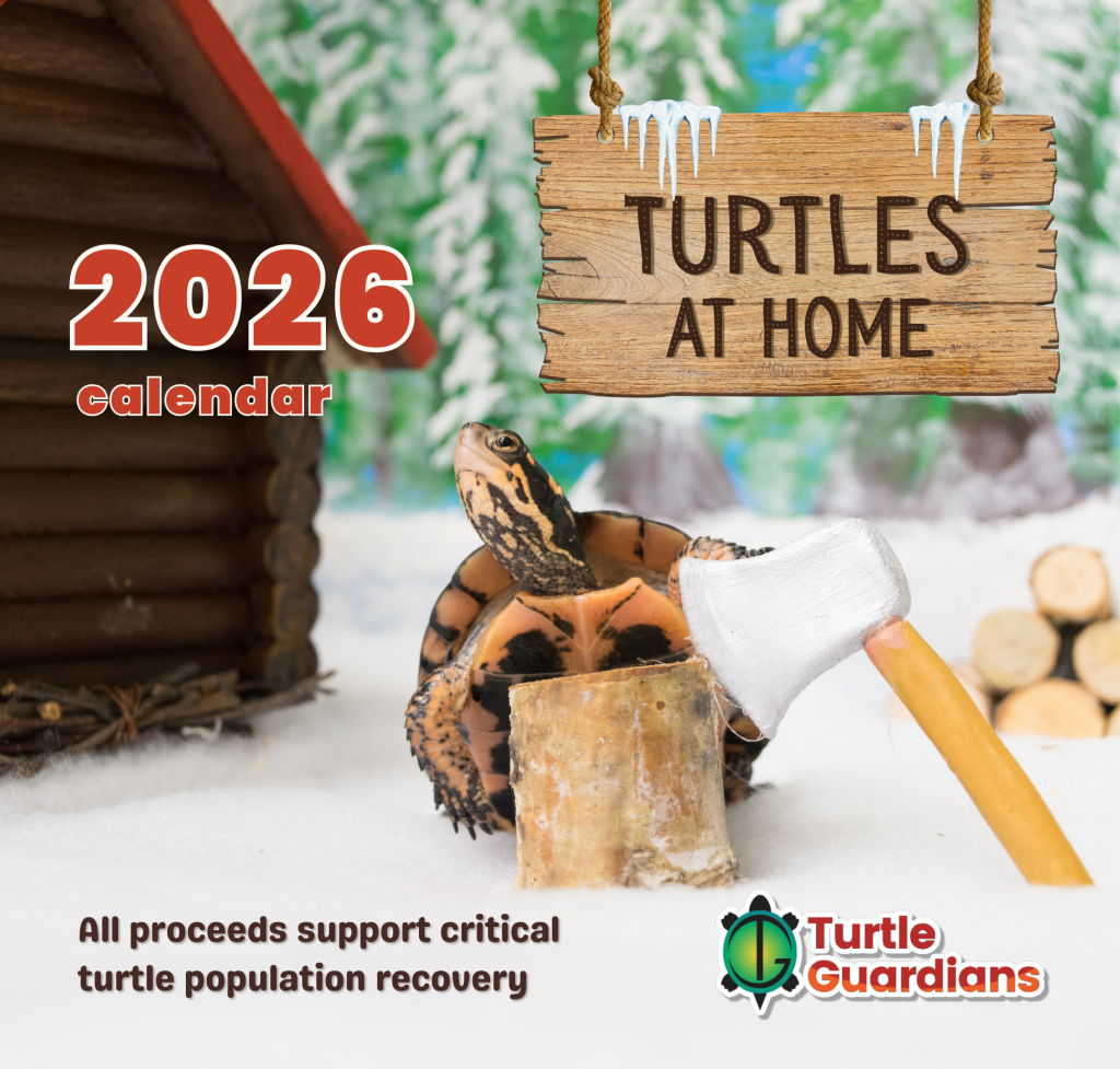 Grassroots Efforts to Save Turtles
