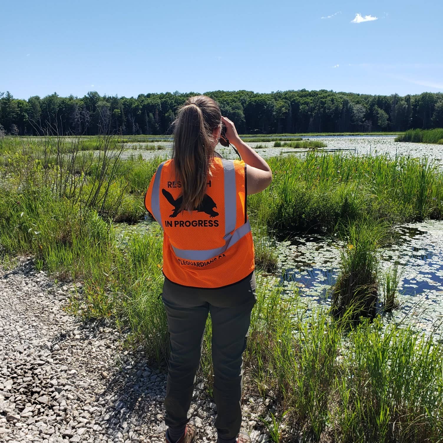 13 Ways to Help Turtles